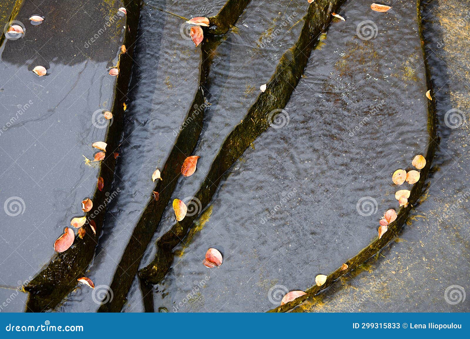 Detail View of Steps with Tree Leaves after an Autumn Rain Stock Image ...