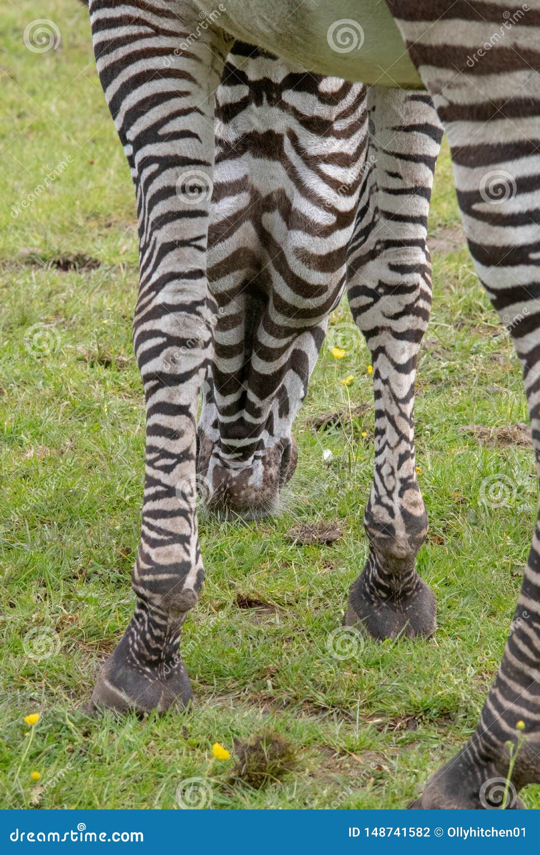 A Detail View of the Underside of a Zebra`s Head and Snout Whilst it is ...