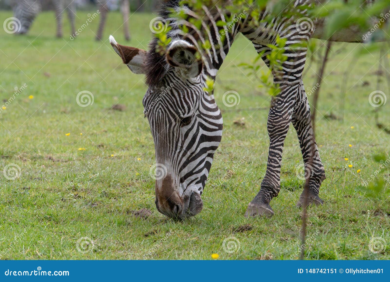 A Detail View of a Zebra`s Head and Snout Whilst it is Grazing Stock ...