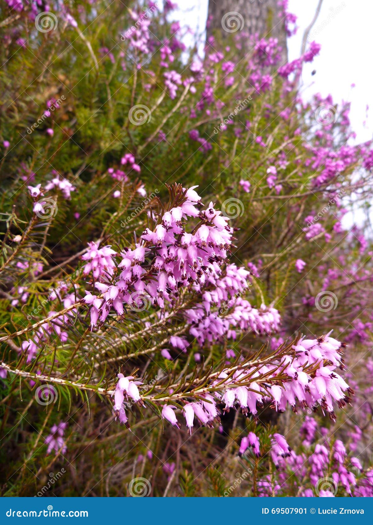 Detail of a Violet Blooming Heather Stock Image - Image of detail ...