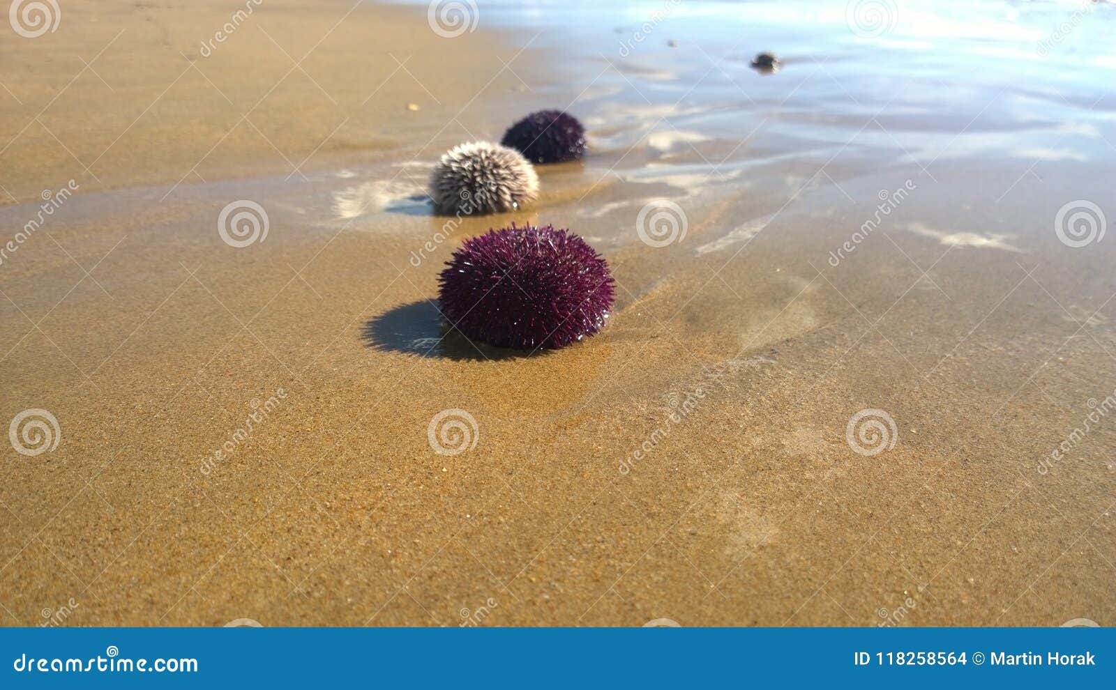 Detail Von Seeigeln Auf Dem Sandigen Strand Stockfoto - Bild von ...