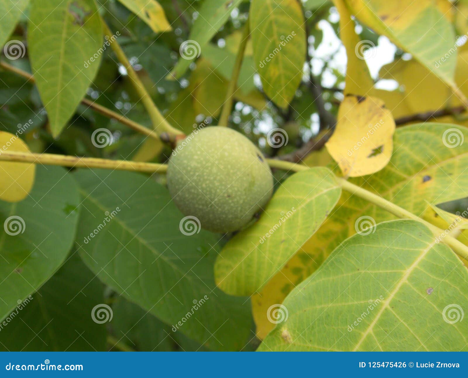 Detail of a Wallnut on a Tree Stock Photo - Image of harvest, detail ...