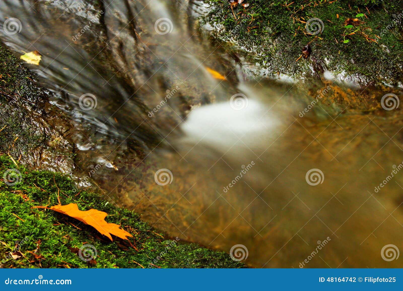 Detail weir stock photo. Image of details, leaves, miniature - 48164742