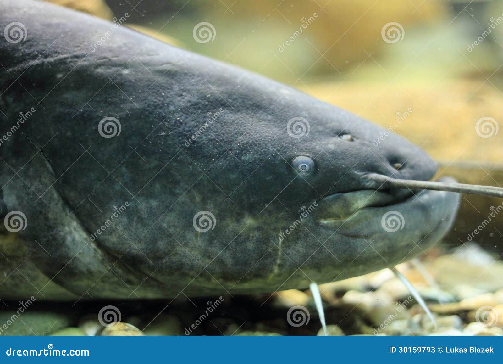 Wels catfish stock image. Image of silurus, catfish, detail - 30159793