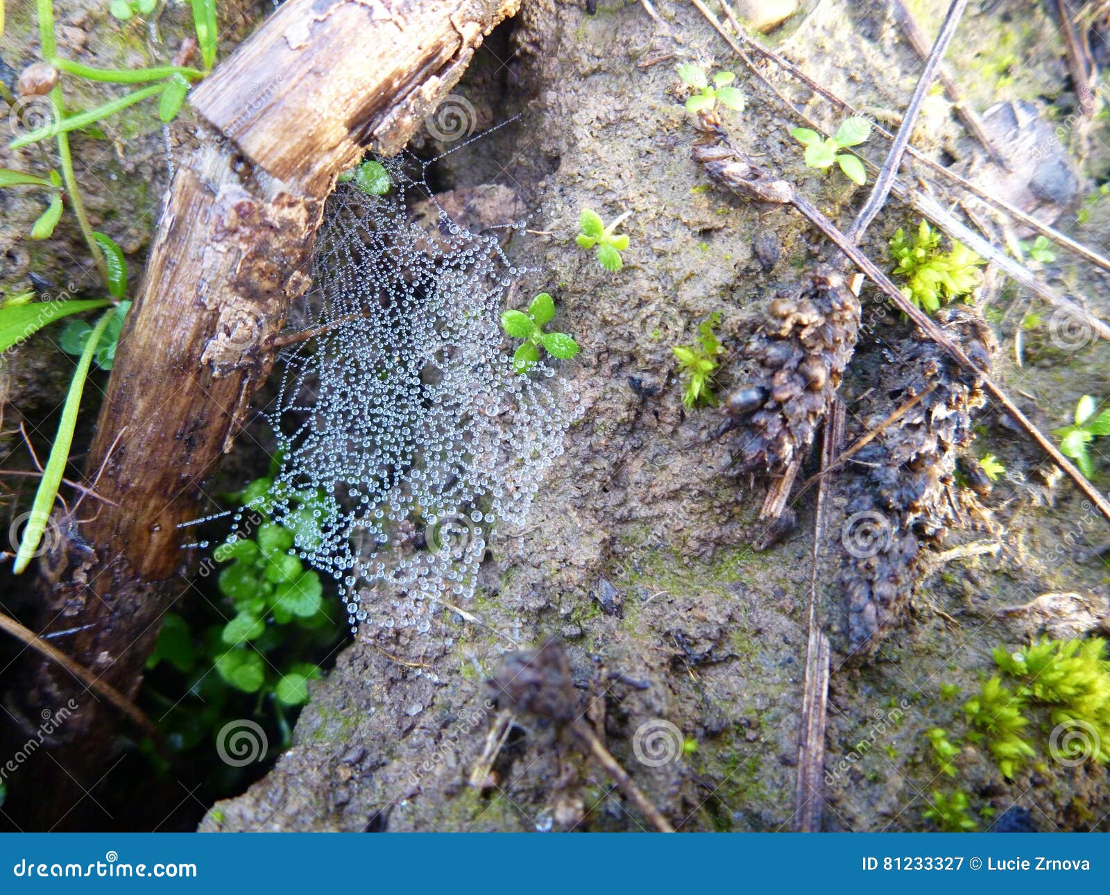 Detail of a Wet Spider Web on the Ground Stock Image - Image of nature ...