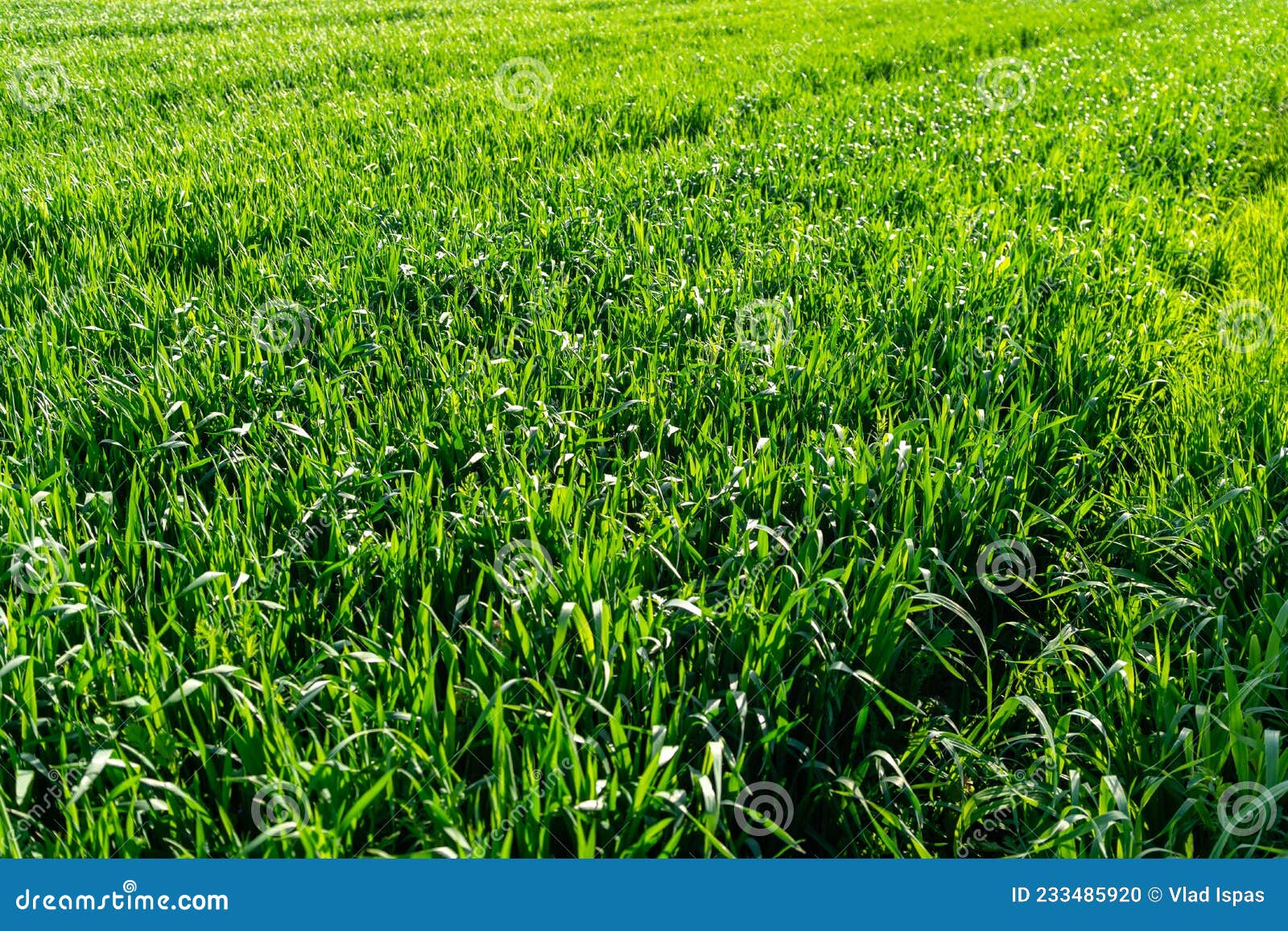 Detail of Wheat Field and Farming Concept Stock Photo - Image of grains ...