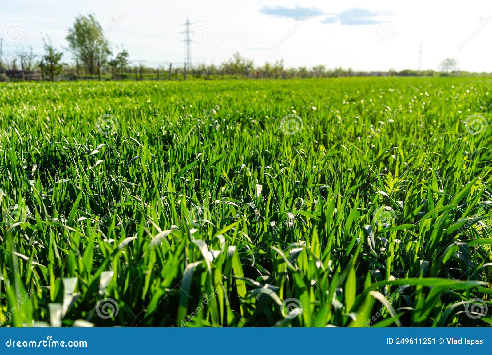 Detail of Wheat Field and Farming Concept Stock Image - Image of crop ...