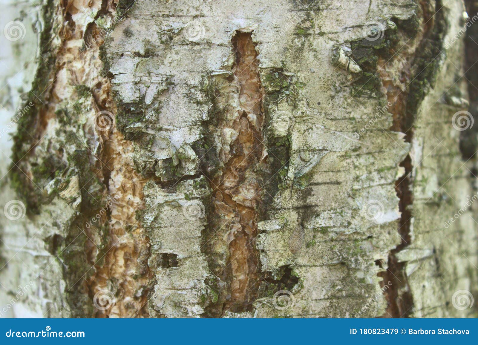 Detail of white birch bark stock image. Image of wood - 180823479