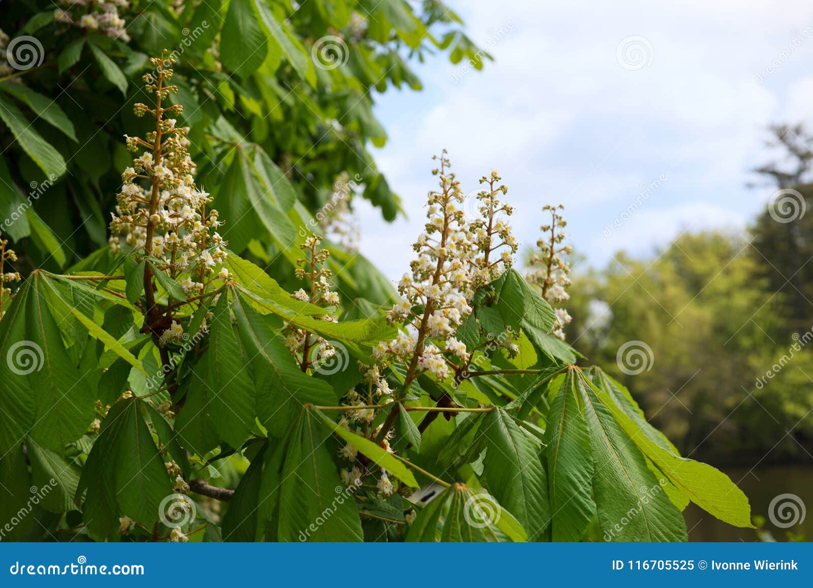 Blooming chestnut tree stock image. Image of nature - 116705525