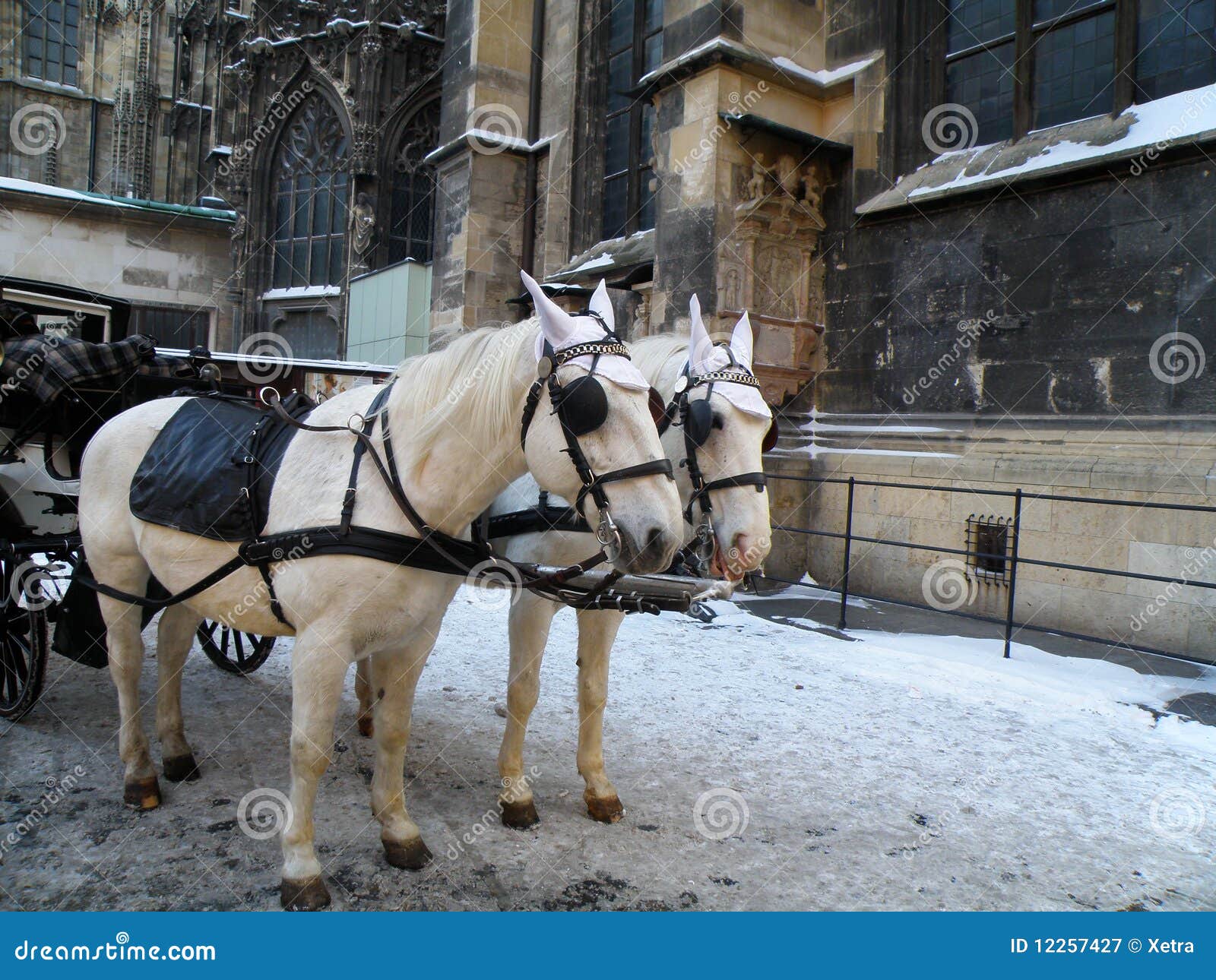 Detail of White Horses in Vienna Stock Image - Image of tourism, coach ...