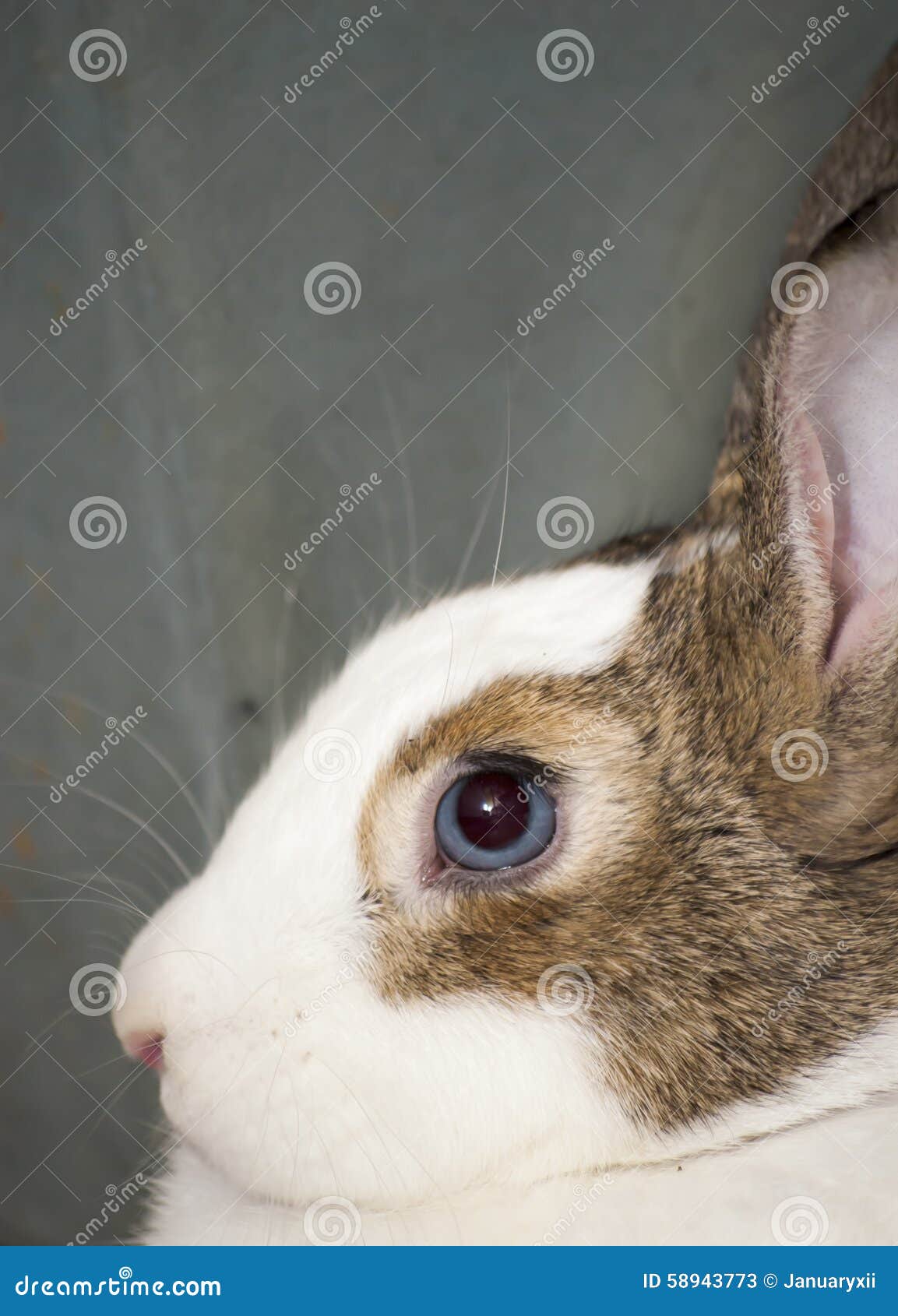 Detail White Rabbit Brown Patches Stock Photos - Free & Royalty-Free ...
