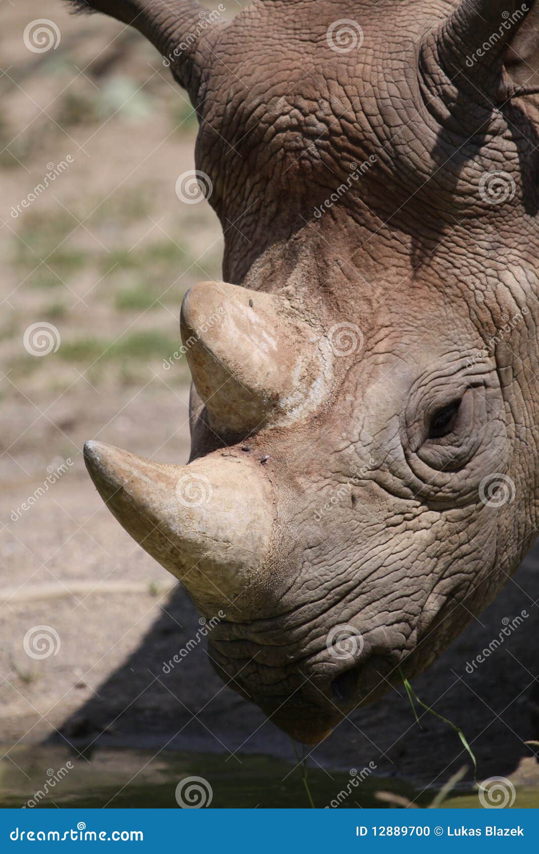 Detail of white rhinoceros stock photo. Image of wildlife - 12889700