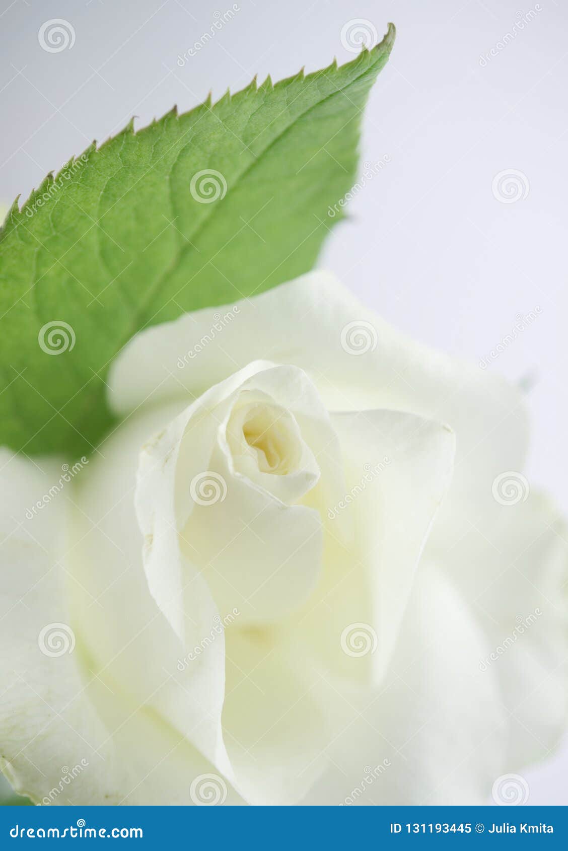 Detail of White Rose with Leaf Stock Image - Image of nature, elegance ...