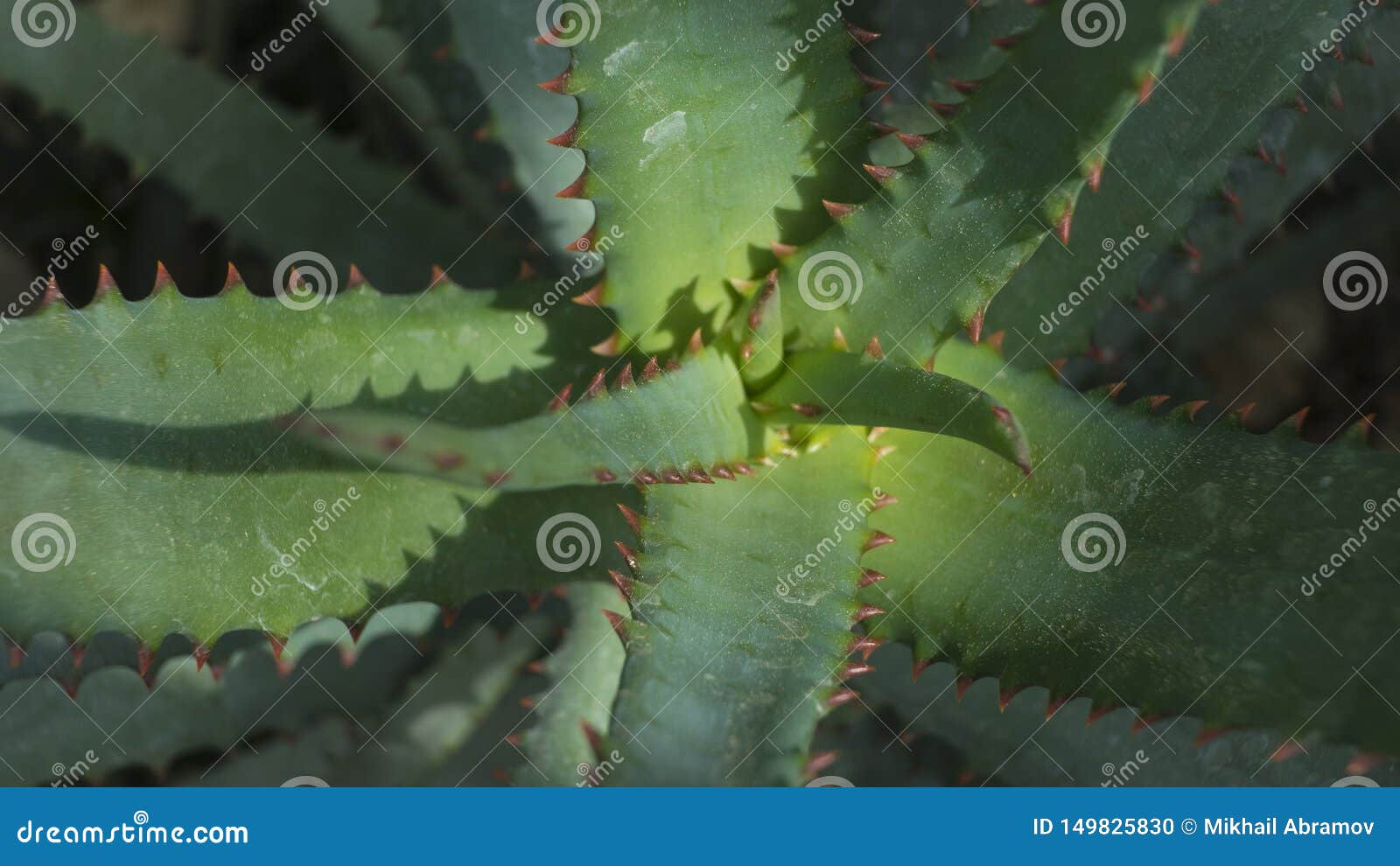 Detail of Wild Aloe Vera from Above Stock Photo - Image of close ...