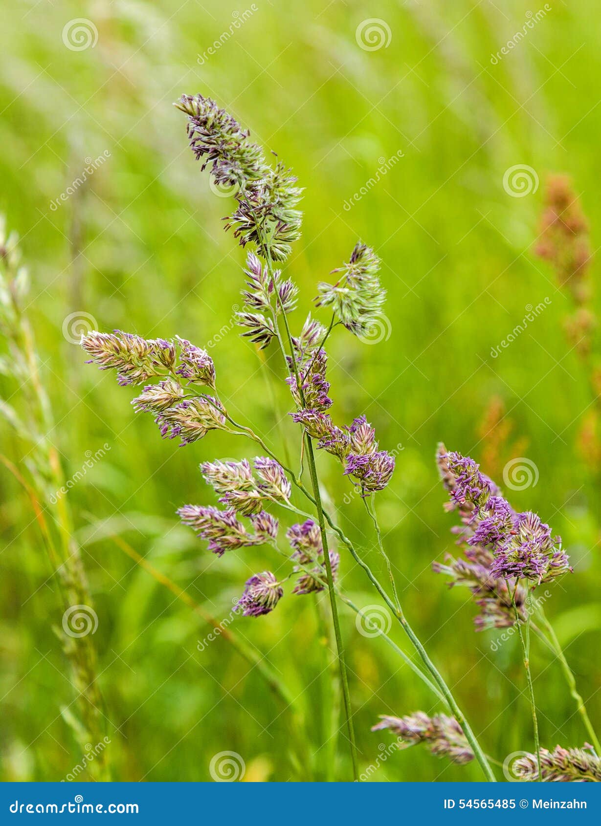 Detail of Wild Growing Grass Plants Stock Image - Image of natural ...