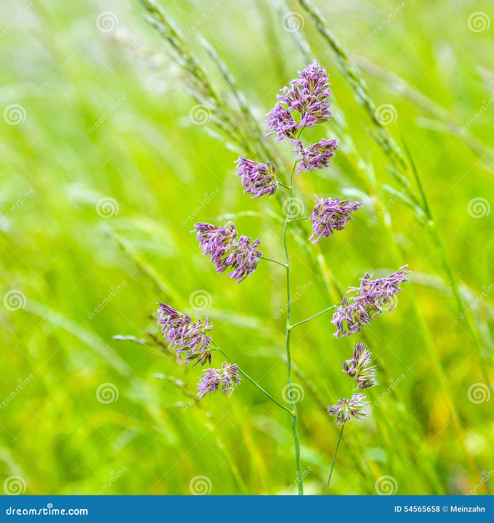 Detail of Wild Growing Grass Plants Stock Photo - Image of meadow ...