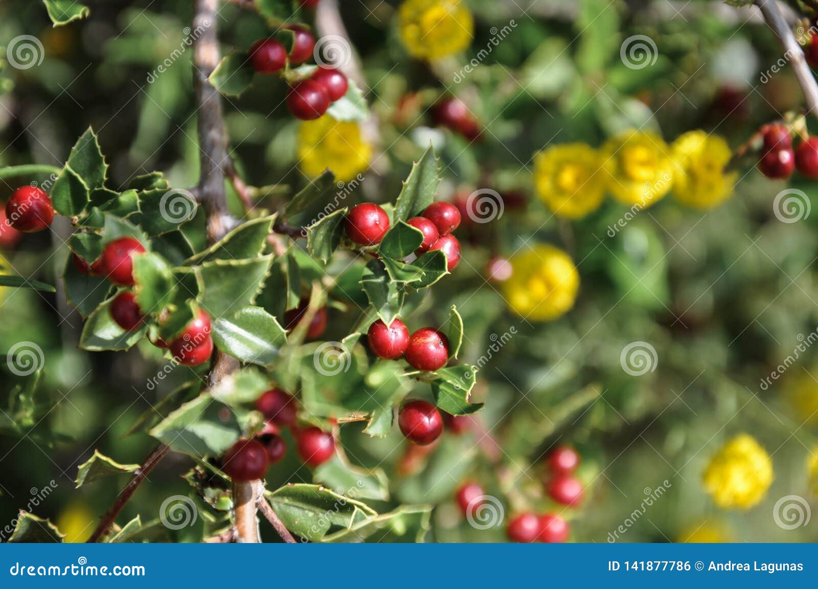 Detail of wild holly plant stock photo. Image of fruit - 141877786