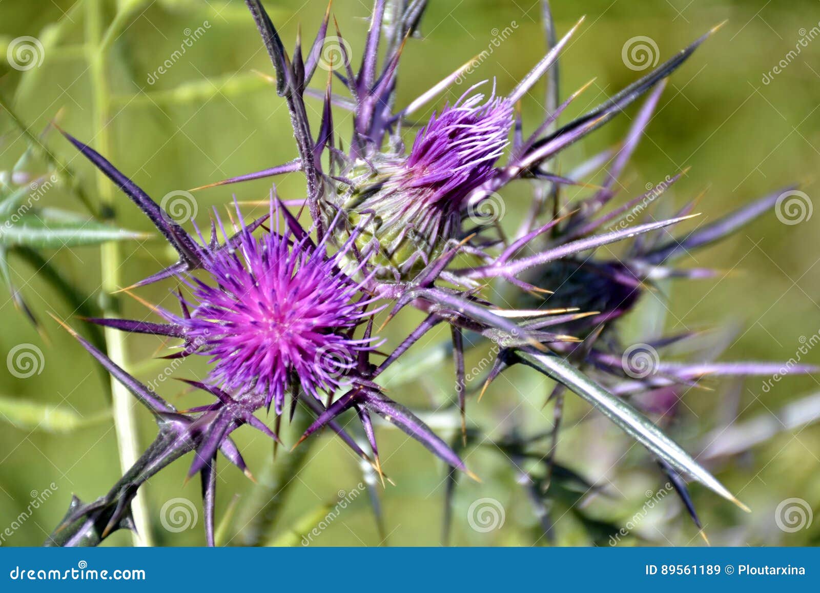 Detail of a Wild Milk Thistle Stock Image - Image of milk, botany: 89561189