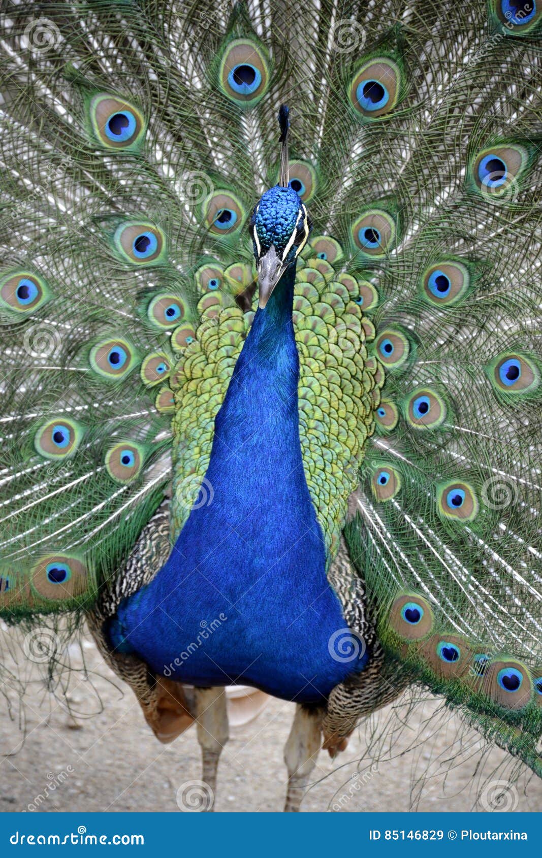 Detail of a Wild Peacock Outdoors Stock Image - Image of color, park ...