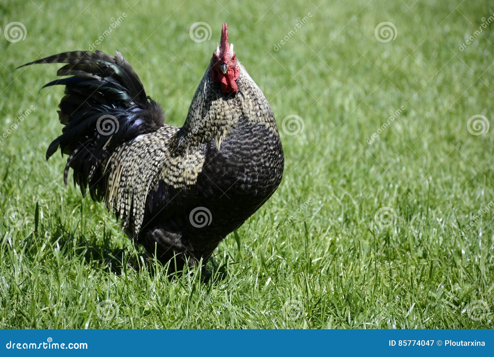 Detail of a wild rooster stock image. Image of animals - 85774047