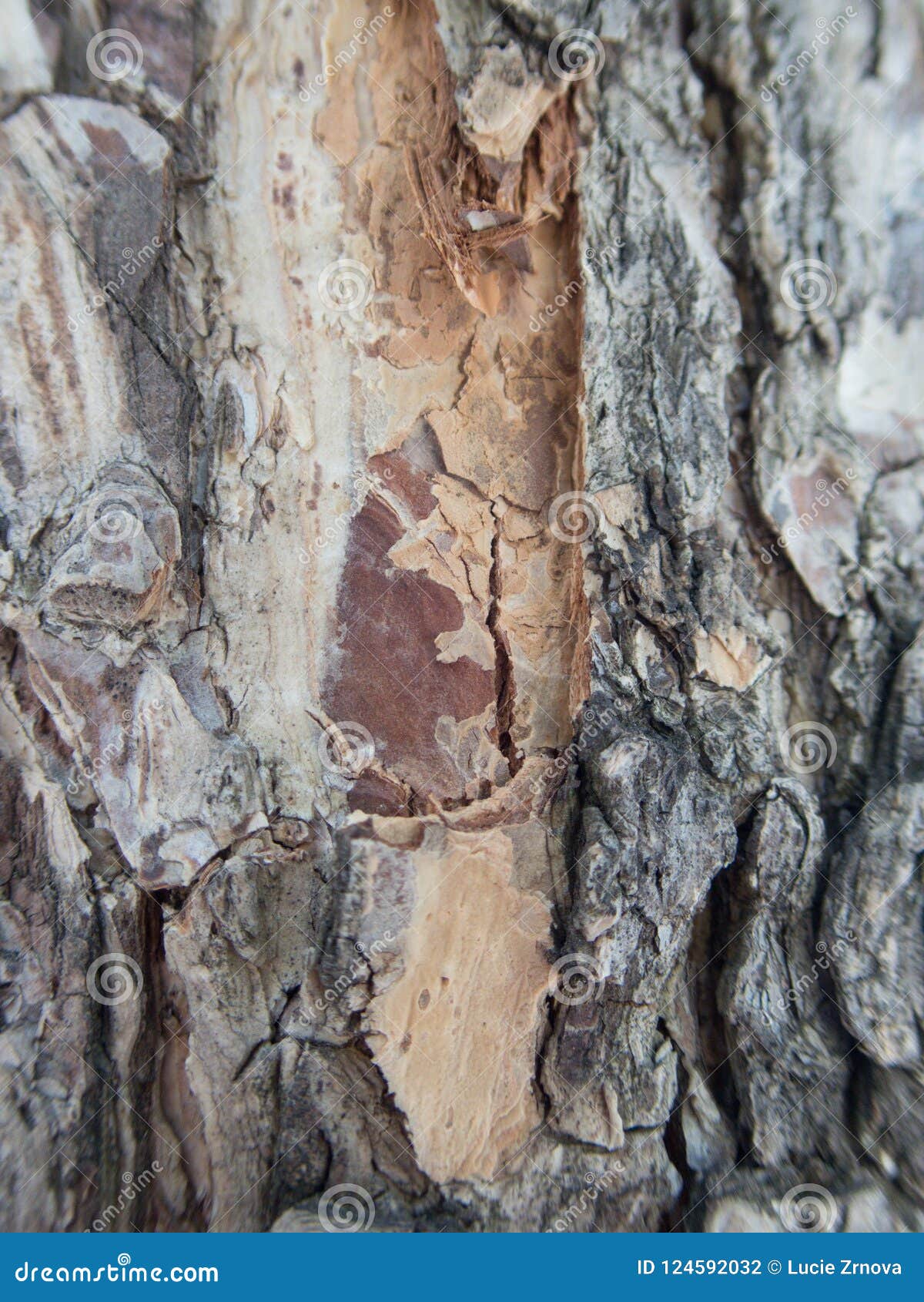 Detail of a Wooden Skin on a Tree Stock Photo - Image of plank, bark ...