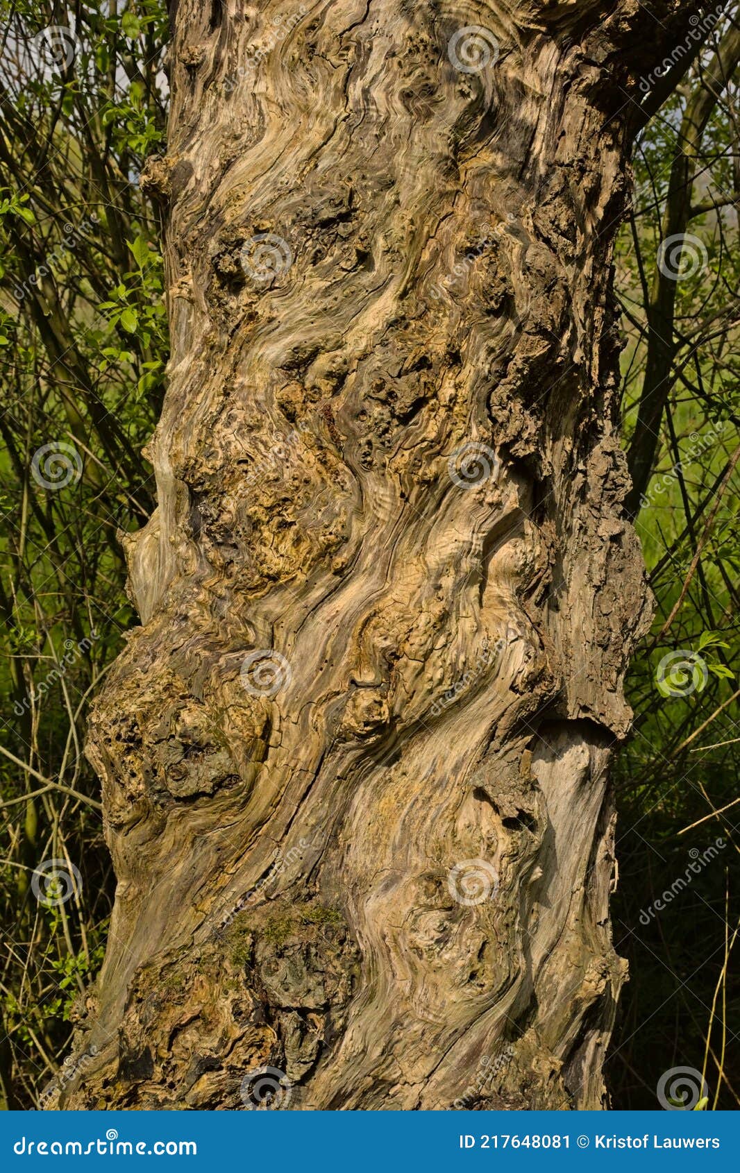 Detail of the Worn Bark of an Old Willow Tree Stock Image - Image of ...