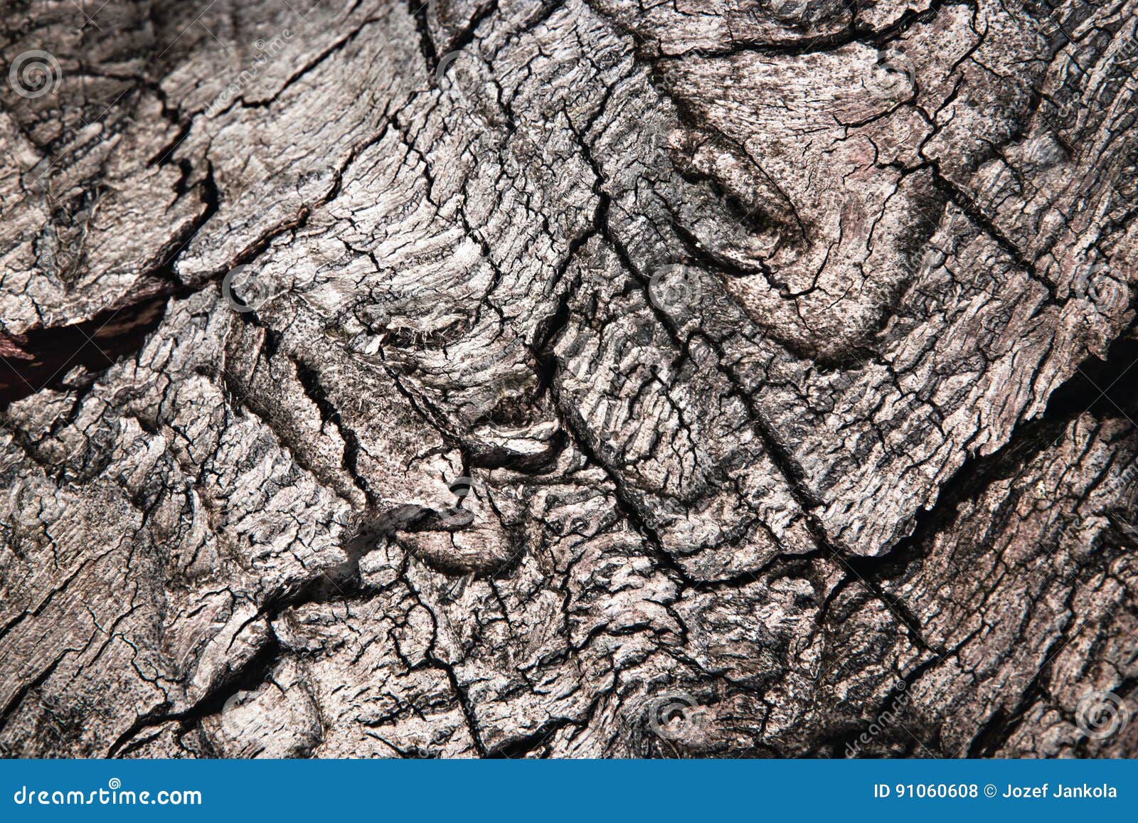 Detail of a Wrinkled Old Bark Stock Photo - Image of forest, line: 91060608