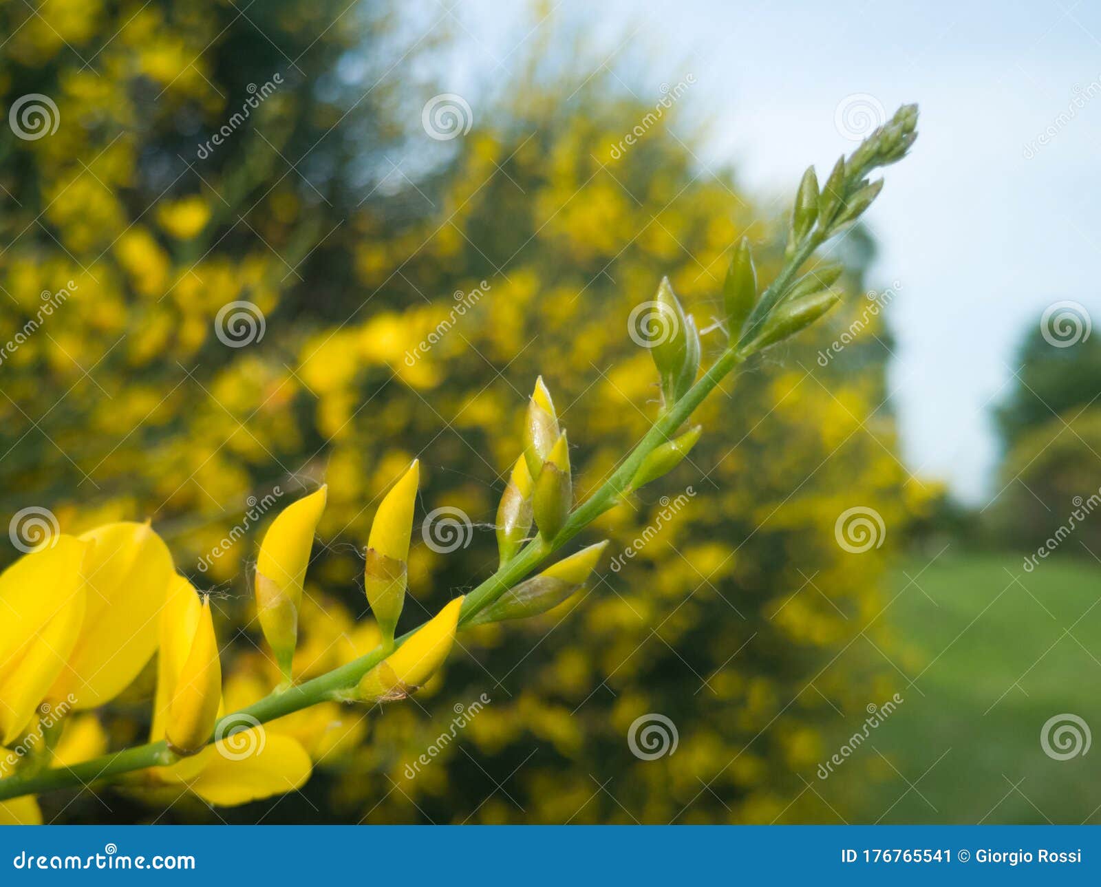 Detail of Yellow Flowers on Tree Branch Stock Image - Image of heart ...