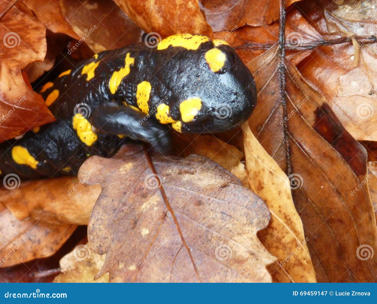 Detail of a Yellow Spotted Salamander Stock Image - Image of poisonous ...