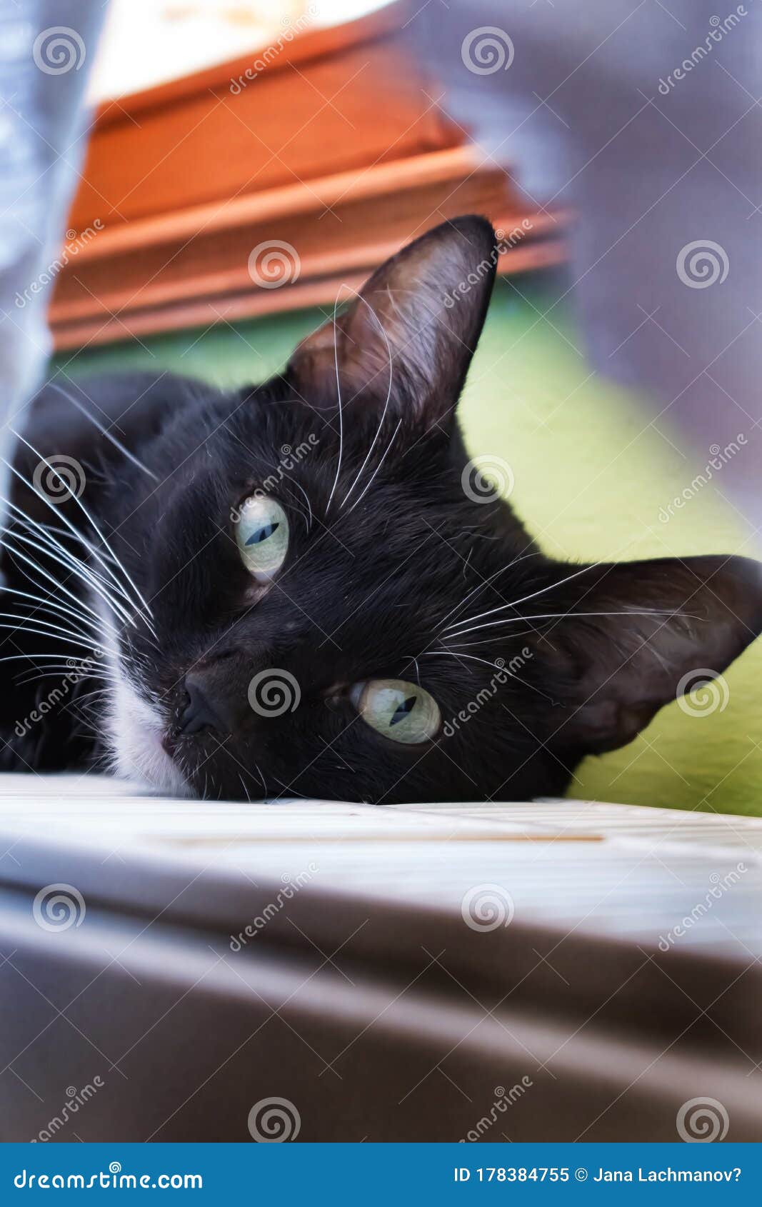 Detail of a Young,black Cat,lying Under the Window. Stock Image - Image ...