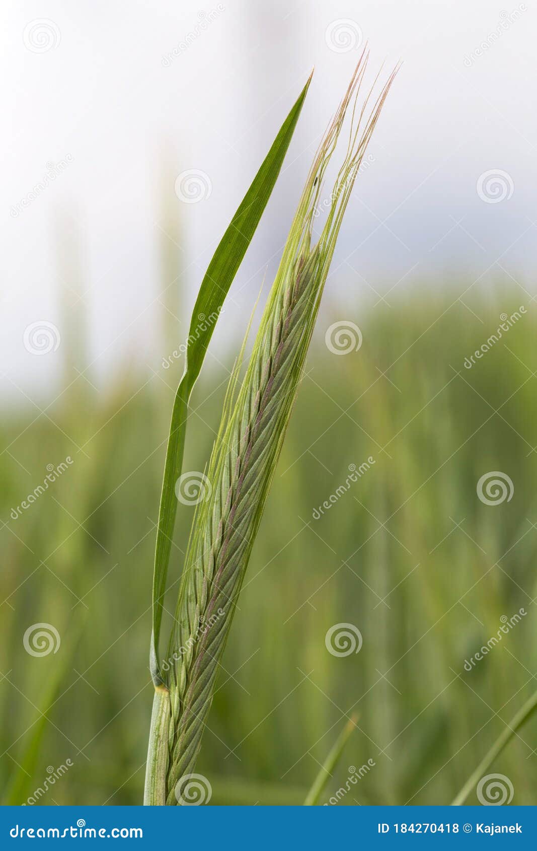 Detail of the Young Green Rye Spike in Nature Stock Photo - Image of ...