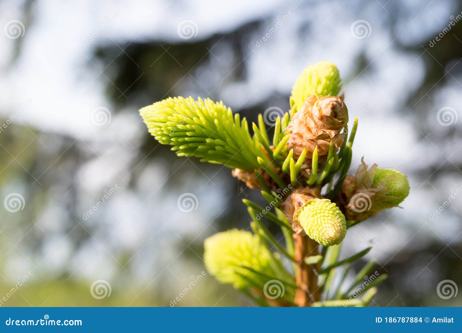 Young spruce tree buds stock photo. Image of background - 186787884