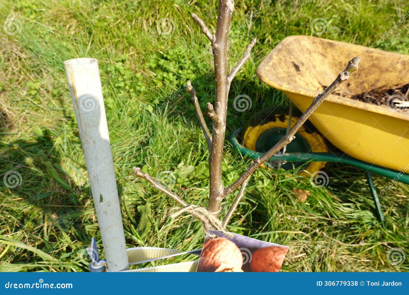 Detail of Young Walnut Tree Growing in the Garden with Stake. Walnut ...