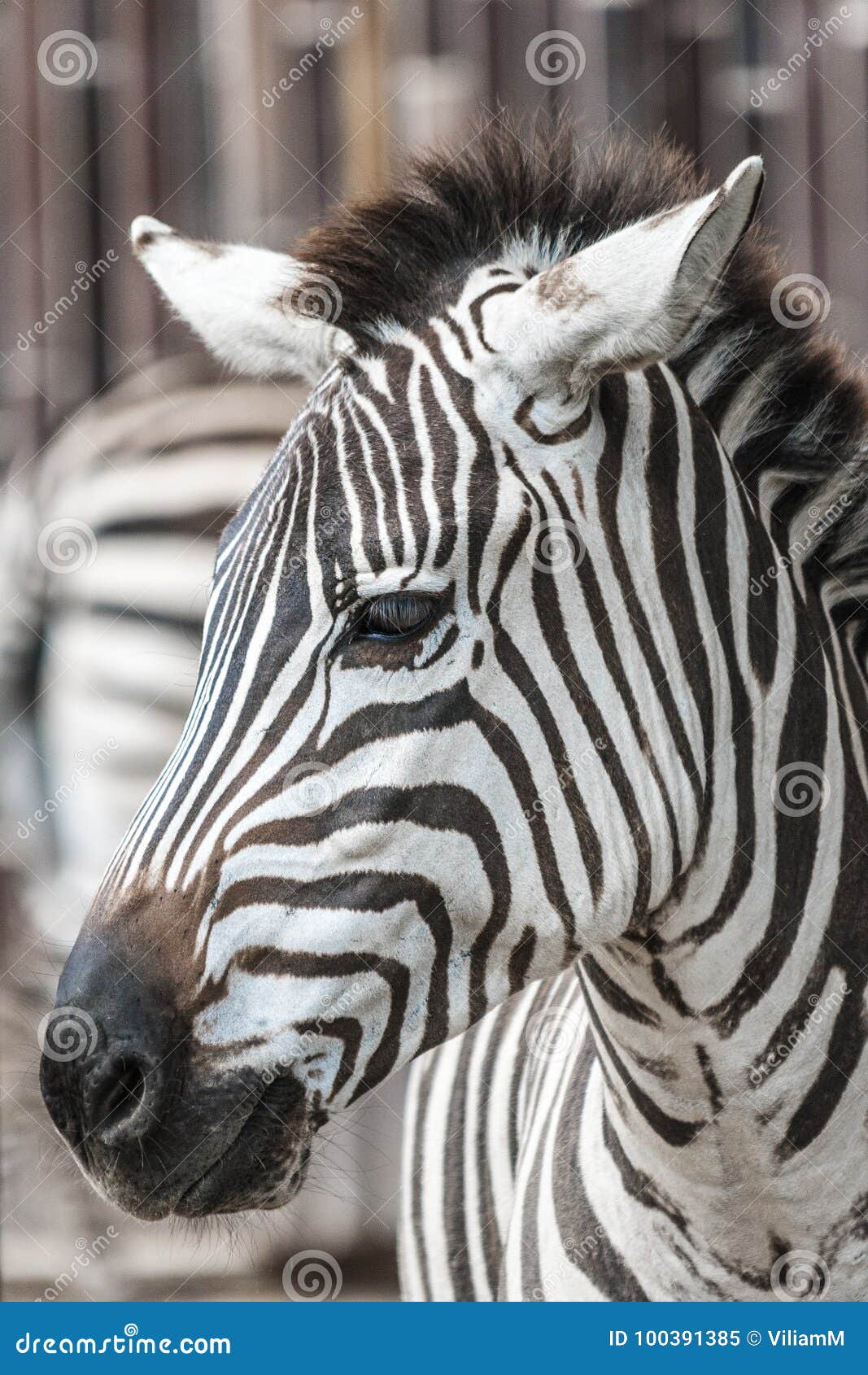 Zebra head stock image. Image of burchell, park, black - 100391385