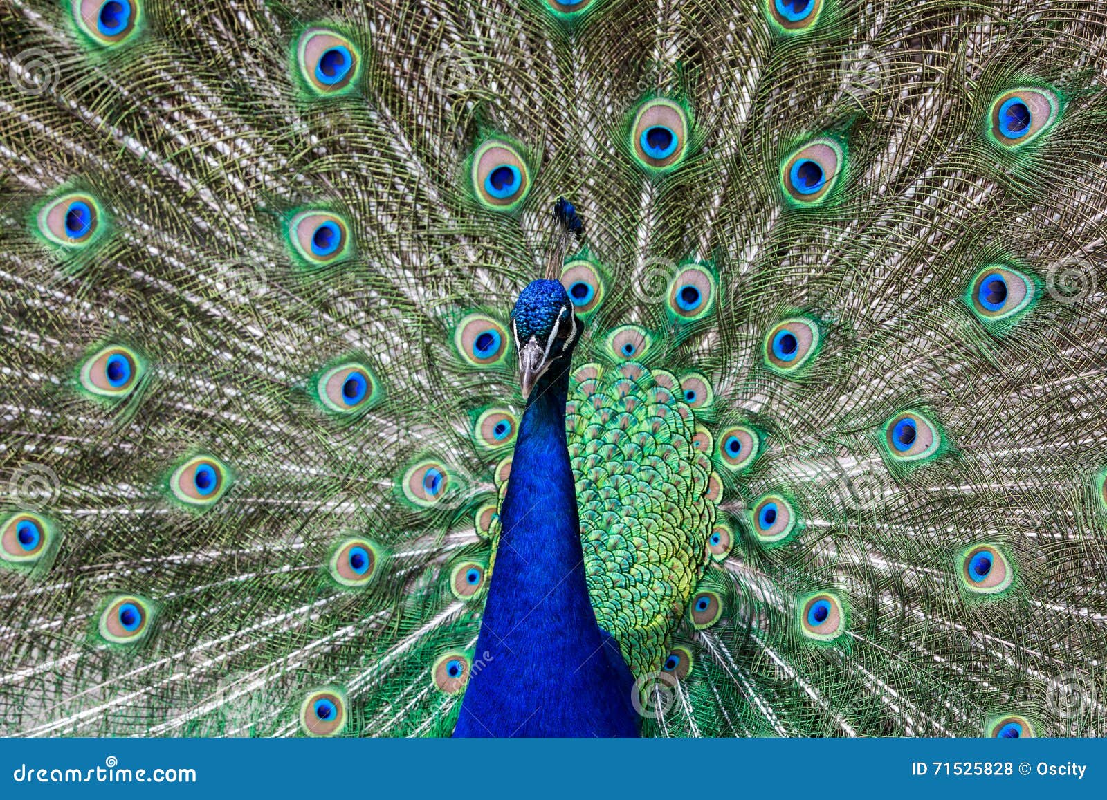 Detailansicht Eines Pfaus Im Zoo Stockfoto - Bild von sonderkommando ...