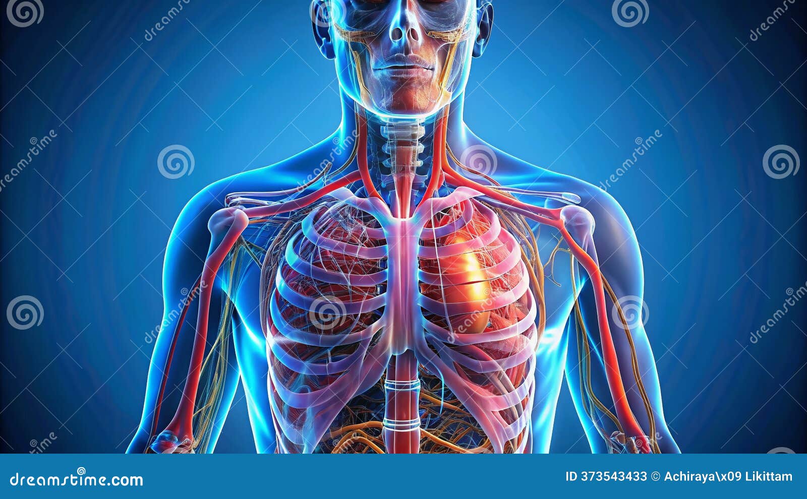 Comprehensive Human Finger Anatomy A Detailed Visual Guide To Bone ...
