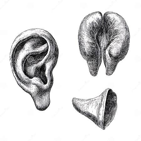 Detailed Anatomical Illustration of Human Ear Structures Stock ...