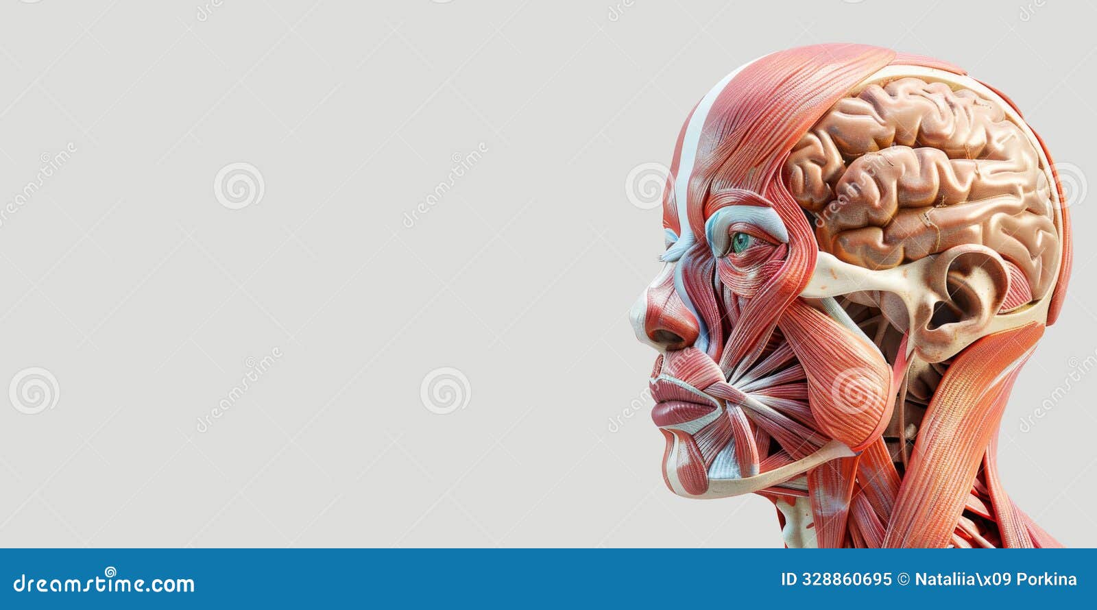 Detailed Anatomical Illustration of Human Head Muscles and Brain Stock ...