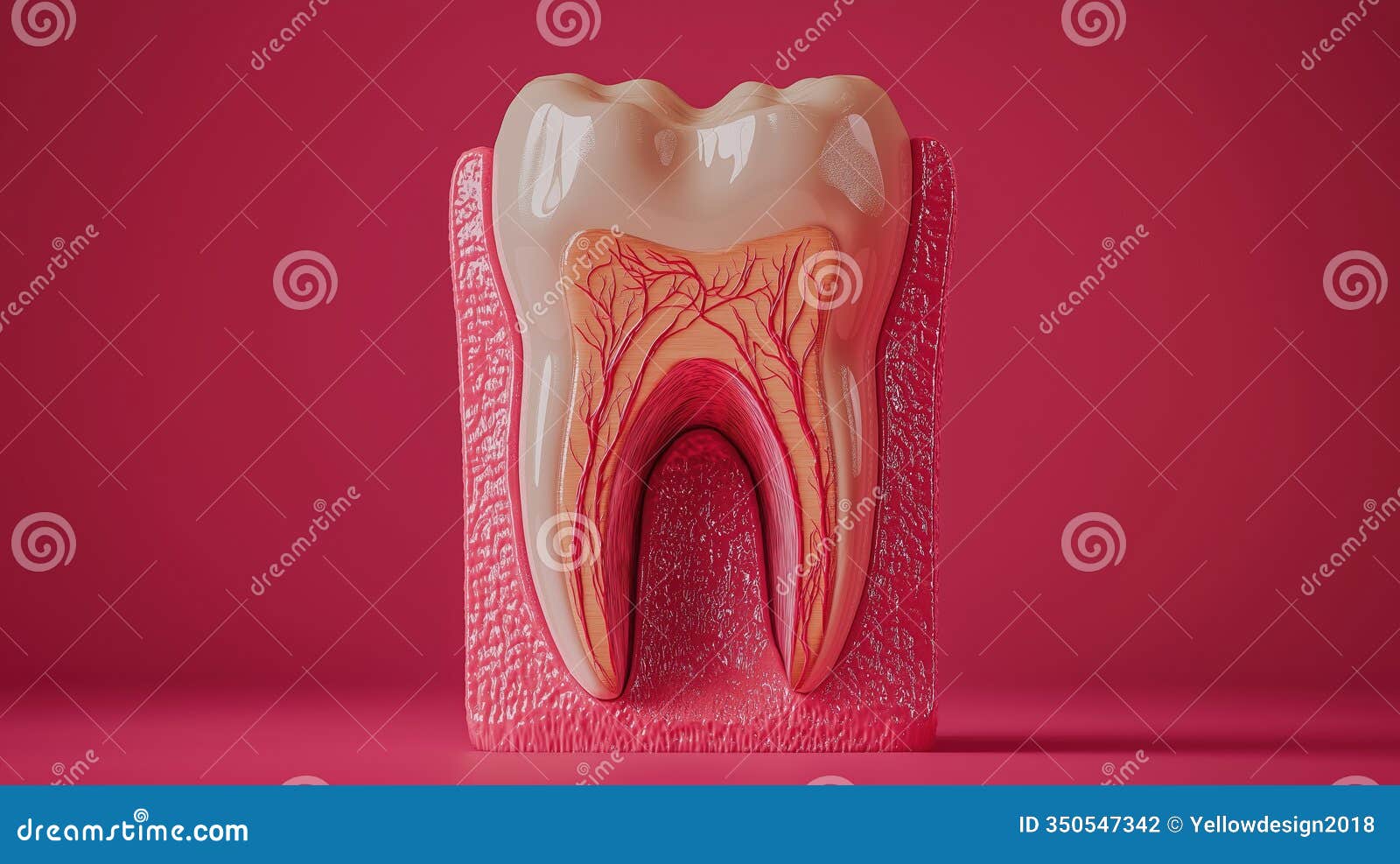 Tooth Diagram Photography . Real Teeth Chart . Top View . Isolated ...