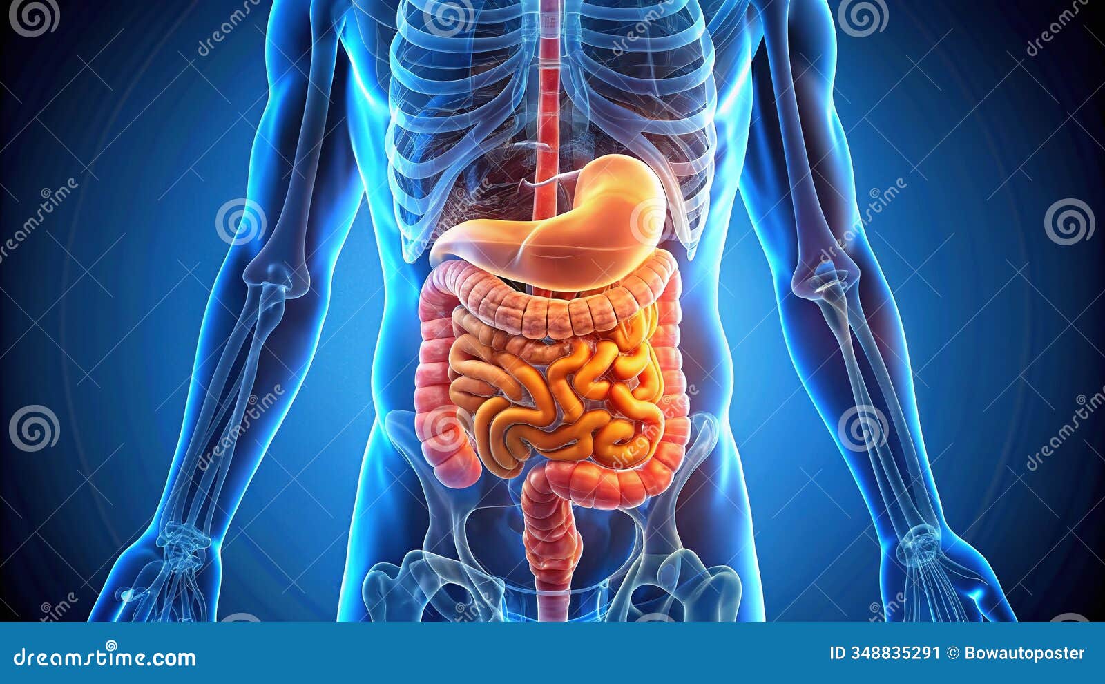 Detailed Anatomical Illustration of the Human Digestive System ...