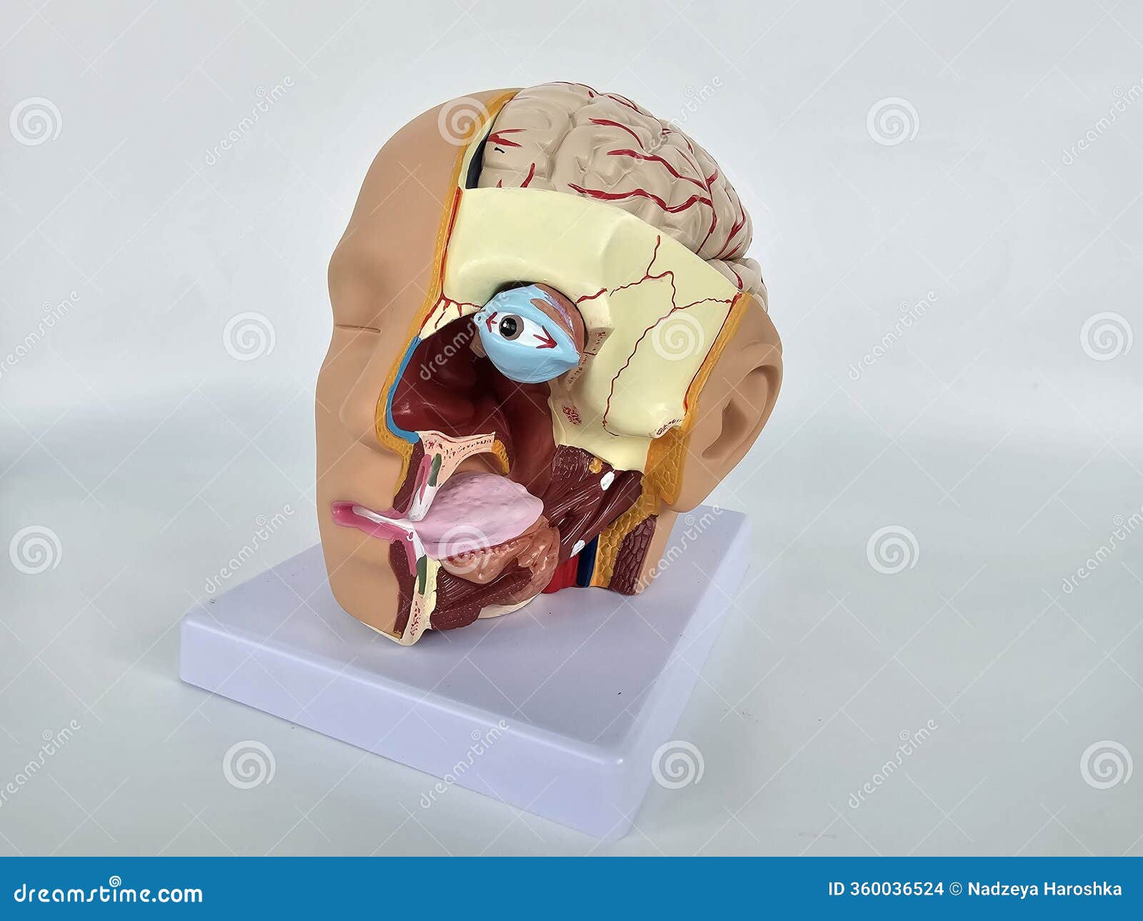 Detailed Anatomical Model Displaying Human Head Structure, Showcasing ...