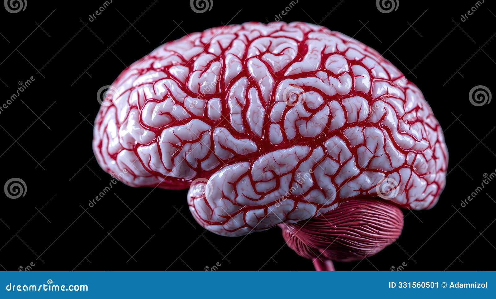 Detailed Anatomical Model of the Human Brain Stock Illustration ...