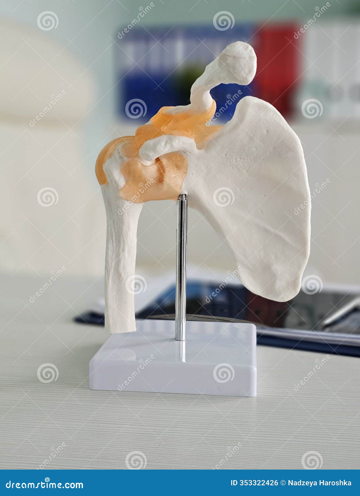 Detailed Anatomical Knee Diagram Highlighting Patellar Tendinitis For ...