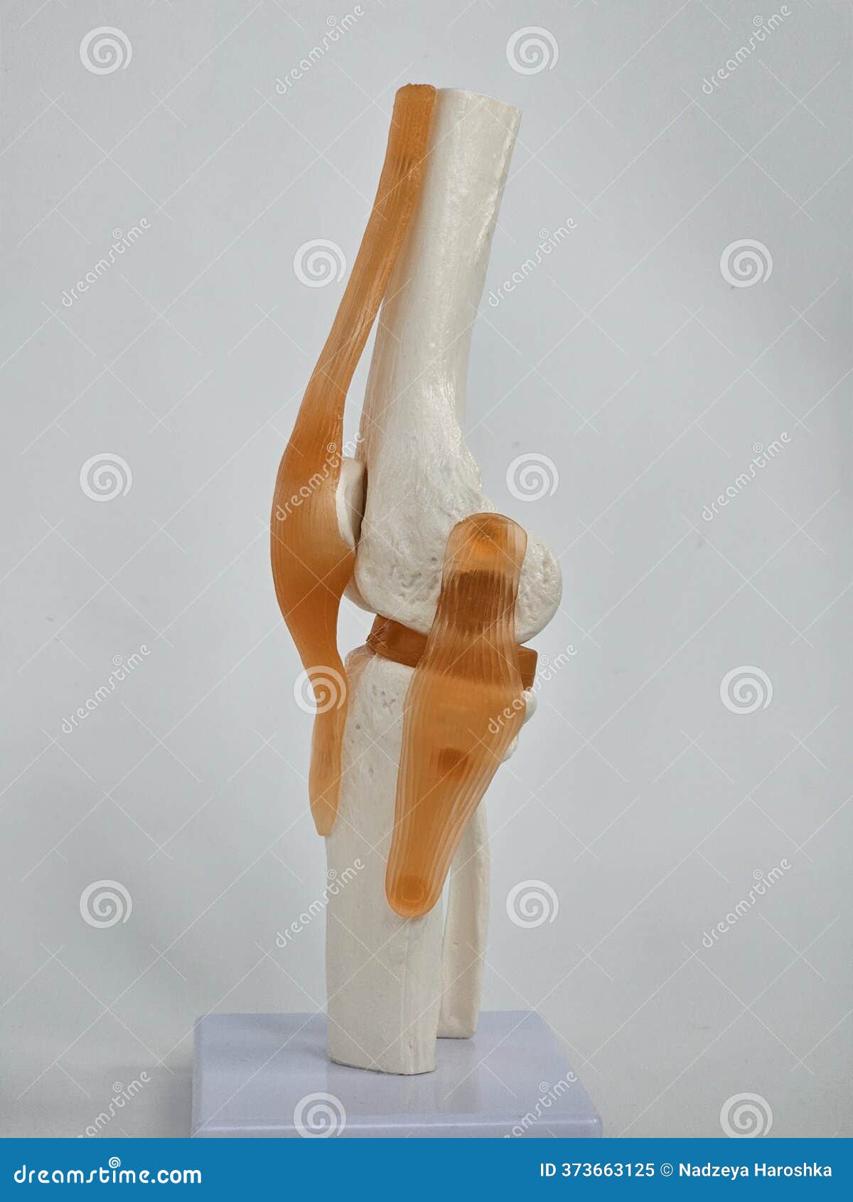 Detailed Anatomical Model Of A Knee Joint Highlighting Ligaments And ...