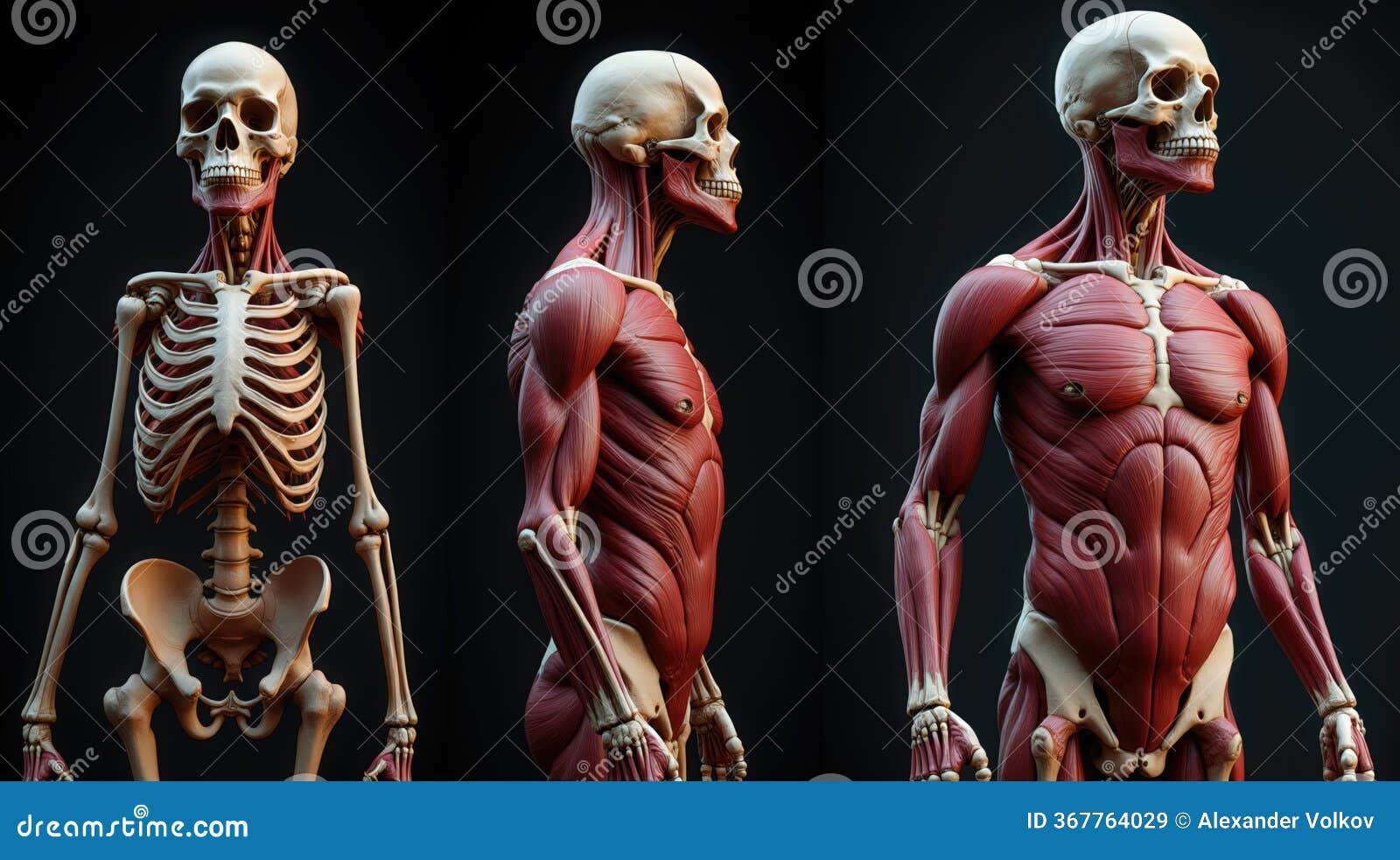 Front Anatomical View Of Human Skull Bone With The Vault Of The Skull ...