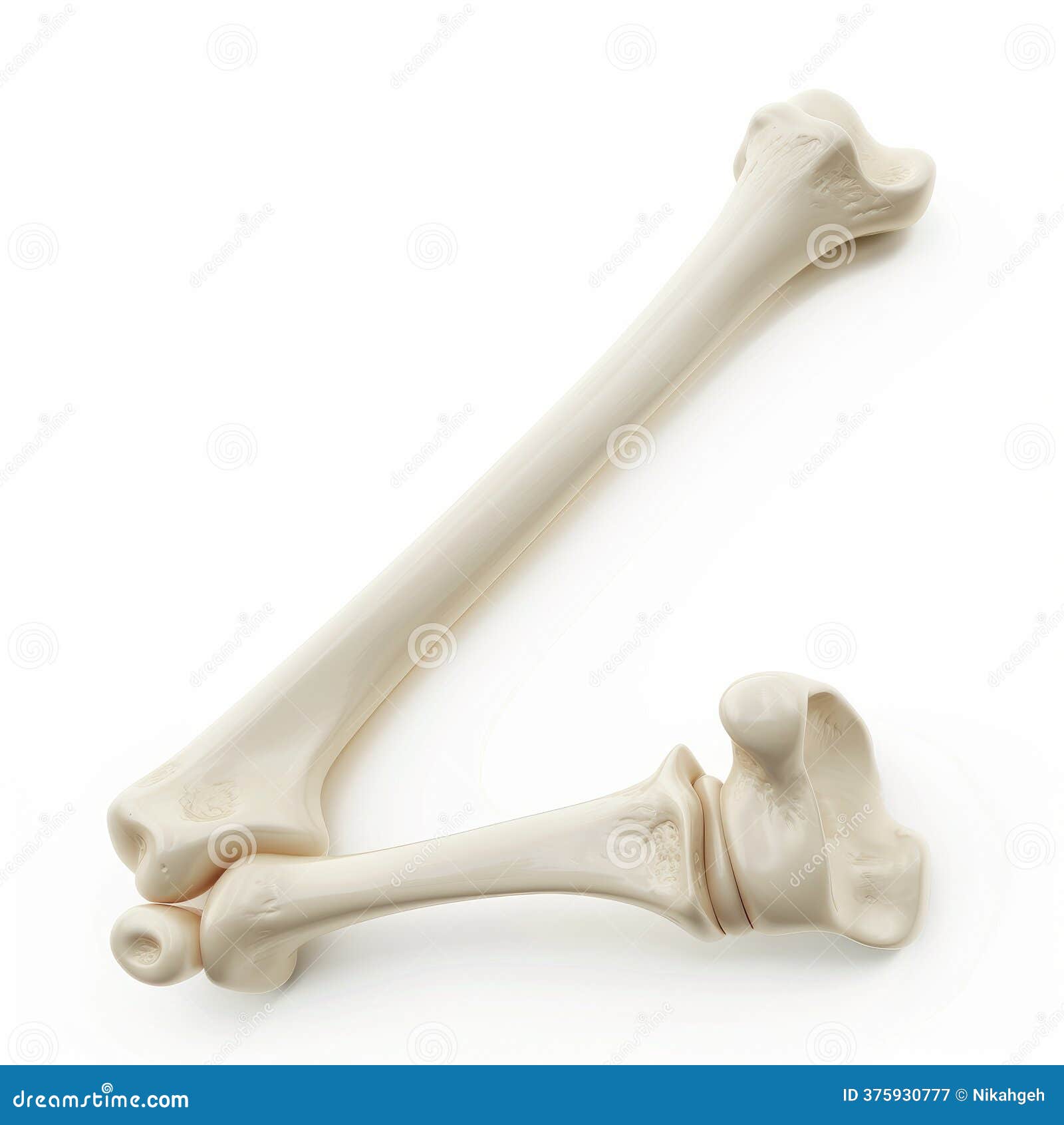 Radius, Human Skeleton, 3D Model Royalty-Free Stock Photo ...