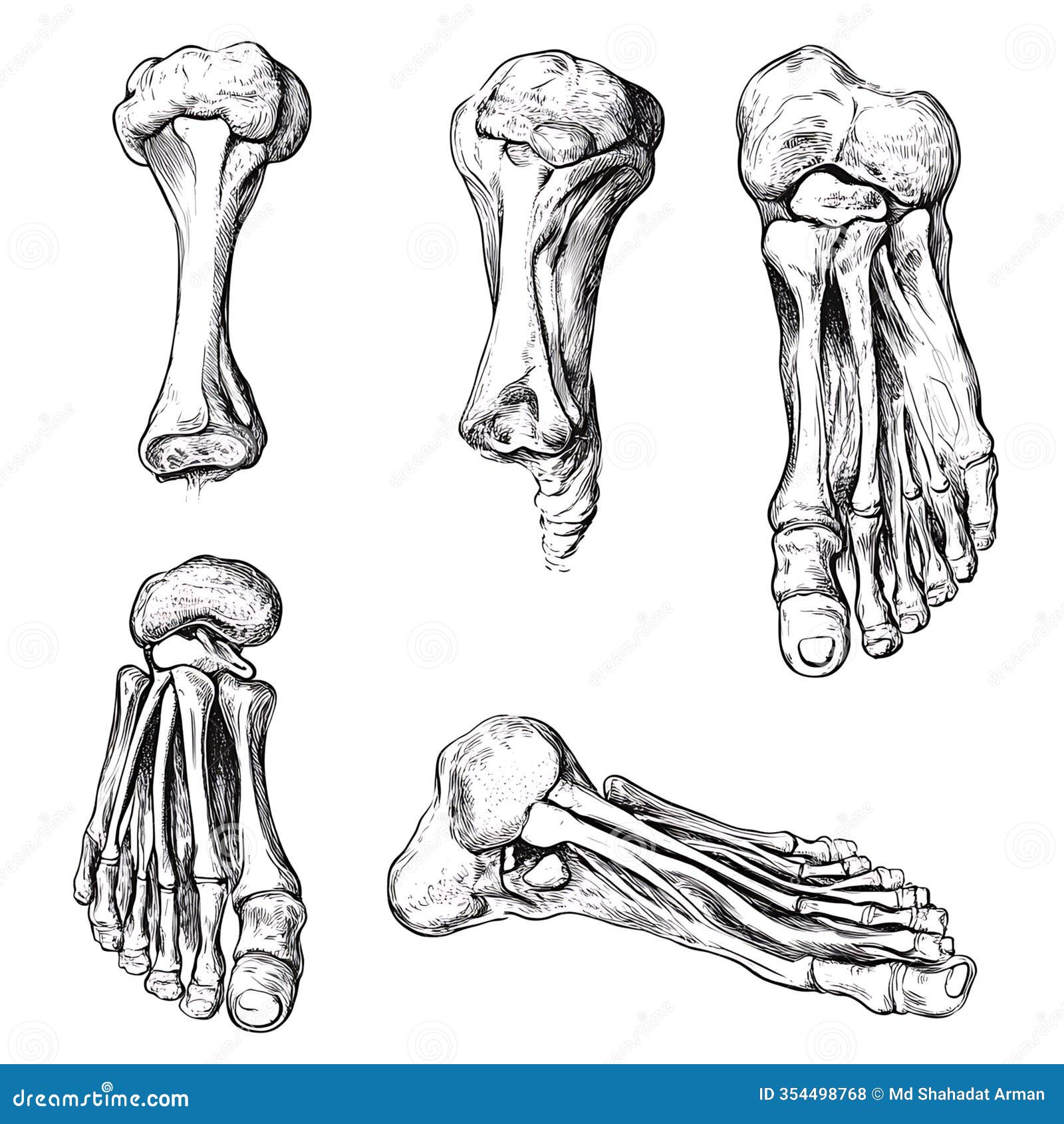 Detailed Anatomical Sketches of Human Foot Bones from Multiple Angles ...