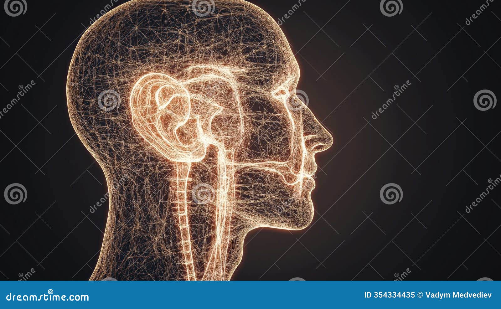 Auditory Pathway Diagram Cartoon Vector | CartoonDealer.com #233745621