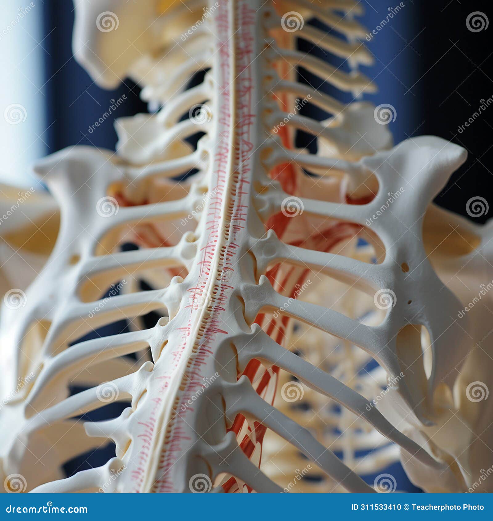 A Detailed Anatomy of the Spine Model is Displayed, Offering Insight ...