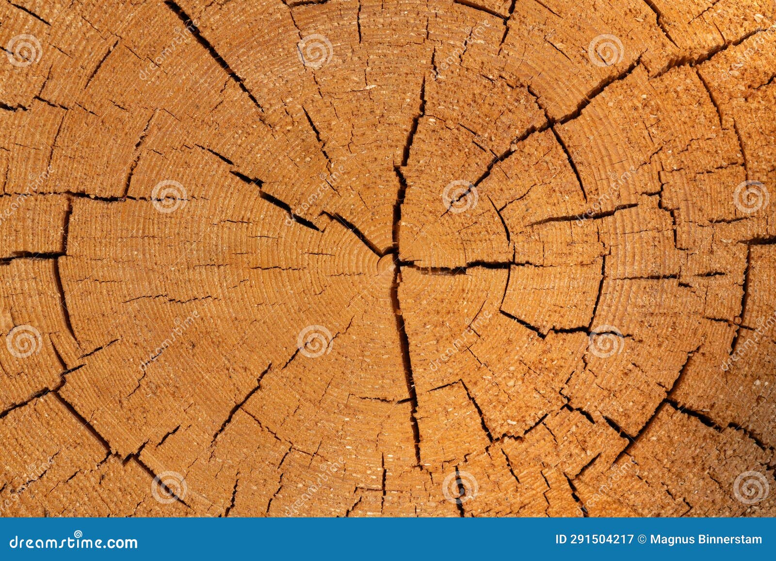 Background Texture from a Cut Down Tree Trunk Stock Image - Image of ...